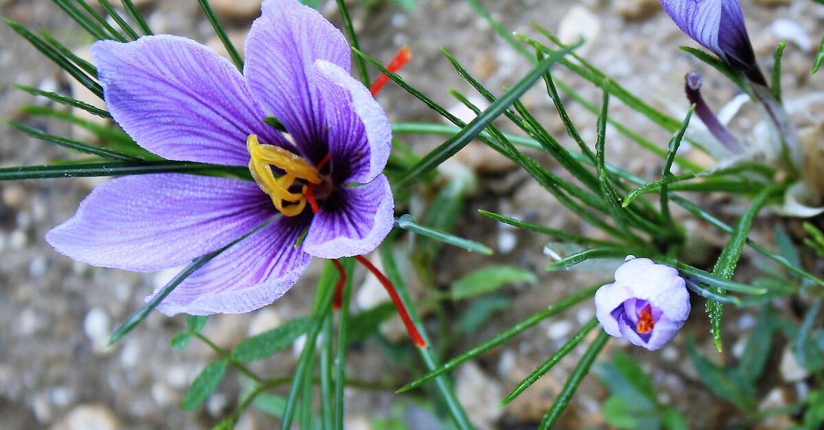 Découvrez la récolte du safran à La ferme du lézard vert (Cuges-les ...