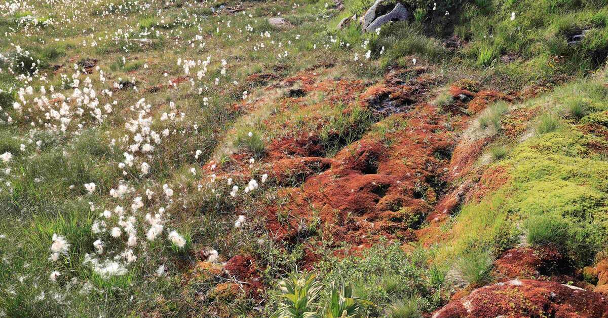 A la rencontre des tourbières, des milieux précieux à découvrir ...