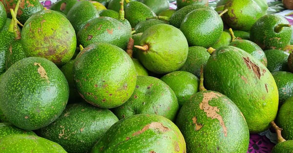 Avocado festival (Maré) | New Caledonia Tourism: The official website ...