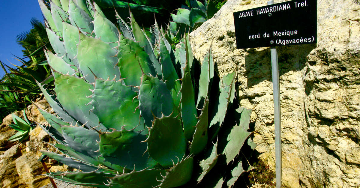 Jardin Botanique de Nice (Nice) | Destination Côte d’Azur France – Le ...