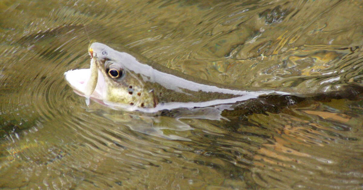 Fishing in the Dranse d’Abondance (Abondance) | Leman Mountains Explore