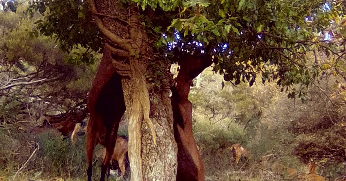 La conda’libre (Collobrières) | Provence-Alpes-Côte d'Azur Tourisme