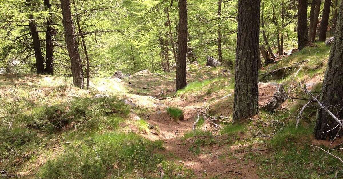 Dans la forêt de mélèzes ! (Abriès-Ristolas) | Provence-Alpes-Côte d ...