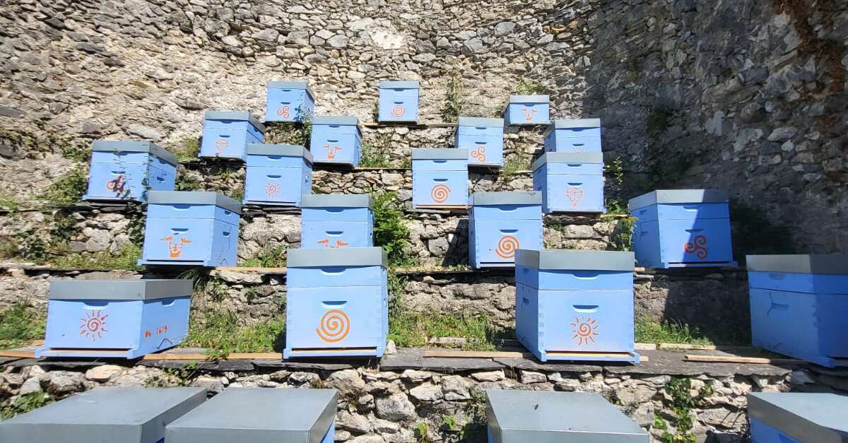 API ROYA Association for the conservation of the Roya black bee in fortified apiaries (Tende ...