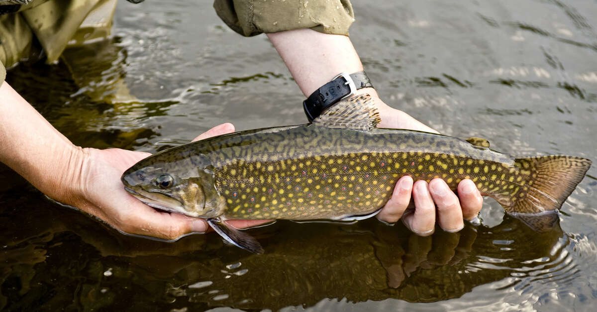 Pêche en rivière (Le Chambon-sur-Lignon) | Office de tourisme du Haut ...
