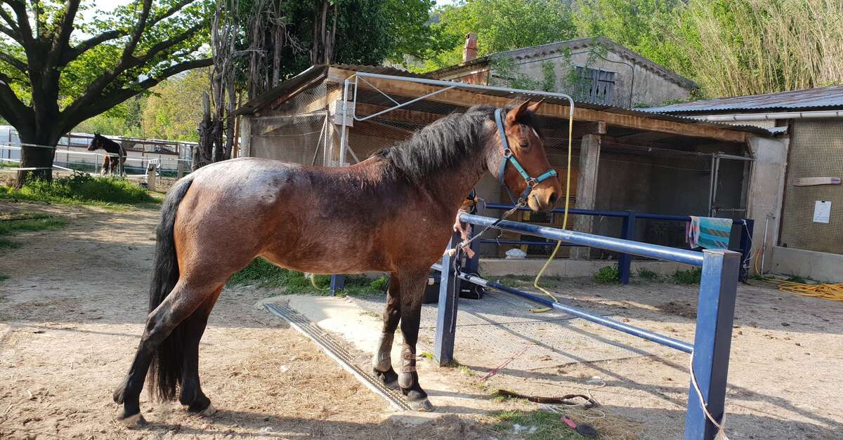Poney Club de la Clappe (Draguignan) | Provence-Alpes-Côte d'Azur Tourism