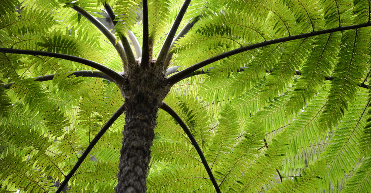 Giant Houp Trail (Yaté) | New Caledonia Tourism: The official website ...