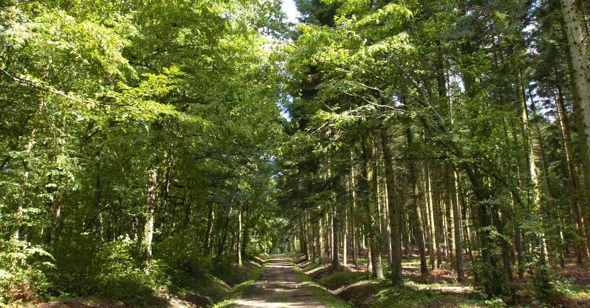 La Forêt de la Comté (Sallèdes) | Vacances en Auvergne - Maison du ...