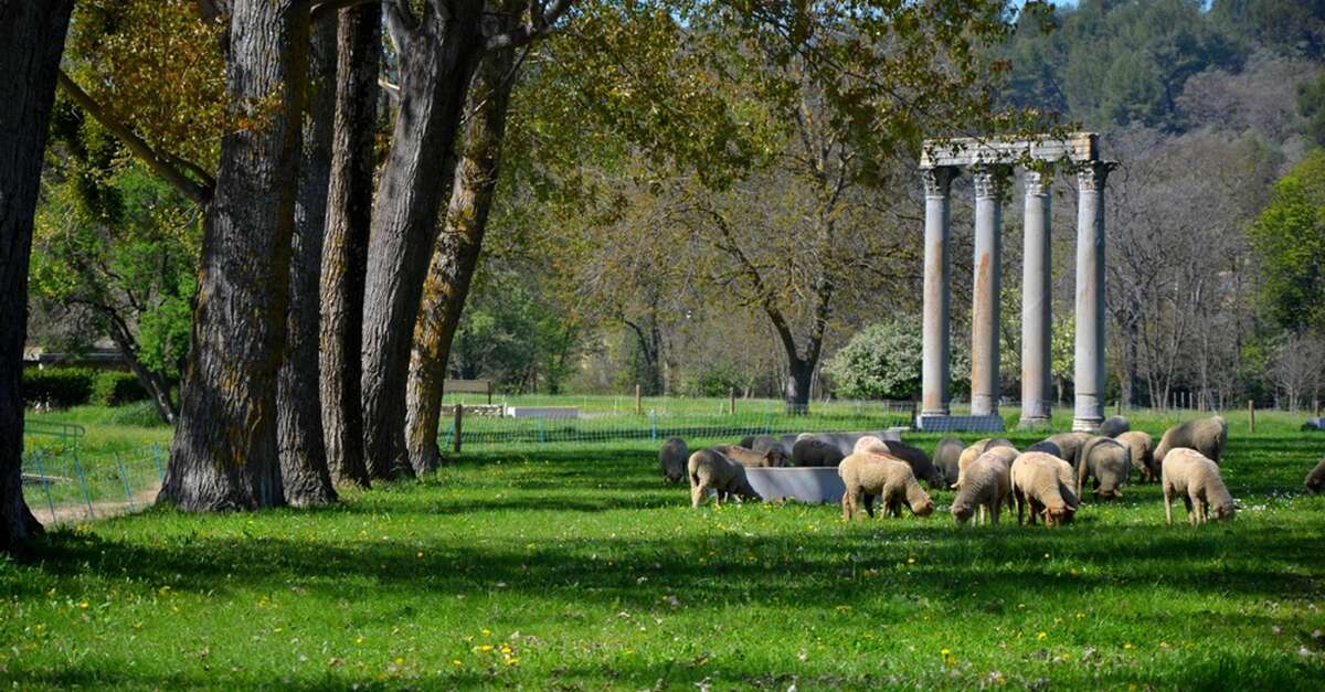 Roman Columns (Riez) | Provence-Alpes-Côte d'Azur Tourism