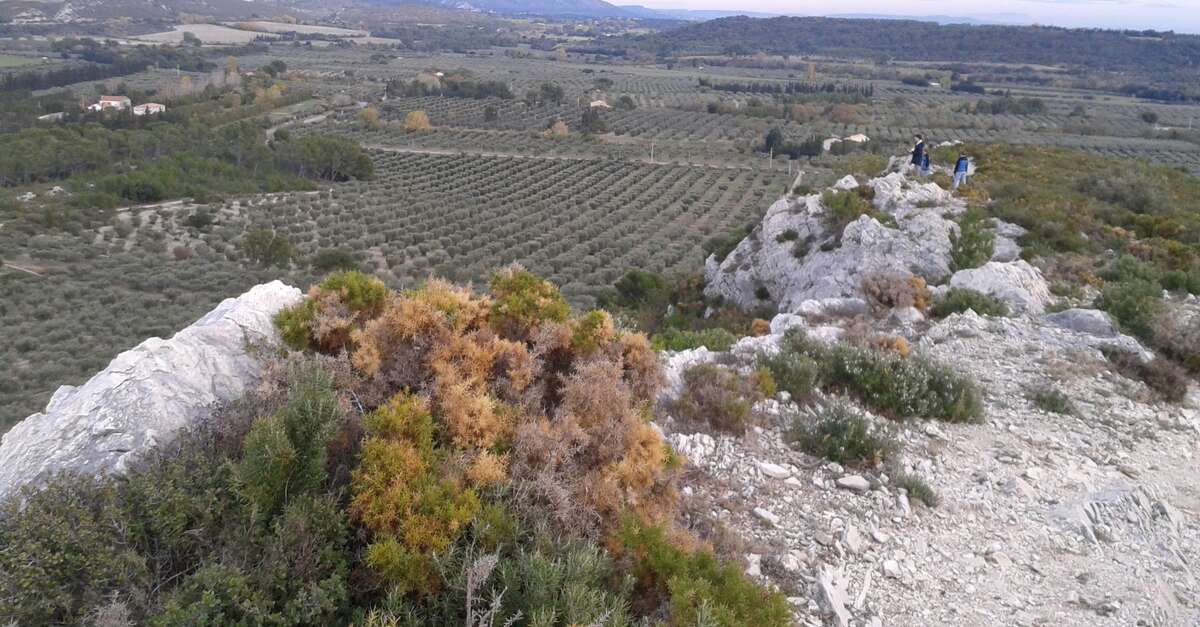 MOURIES – Au cœur d’une oliveraie (Mouriès) | Provence-Alpes-Côte d ...