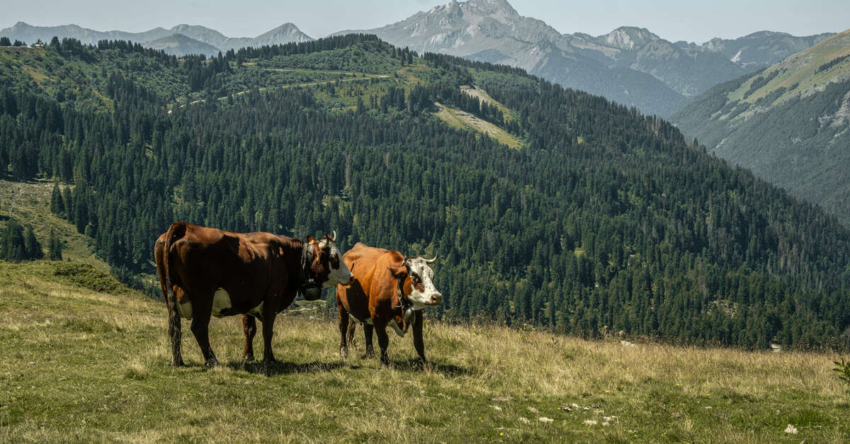 Hiking: Lac Vert from the Ardent cable car (Montriond) | Haute-Savoie ...