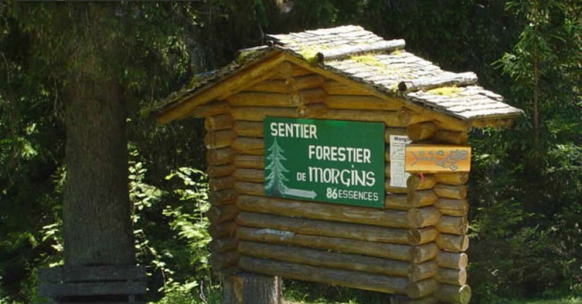 The Alpine Forest Trail (Morgins) | Portes du Soleil