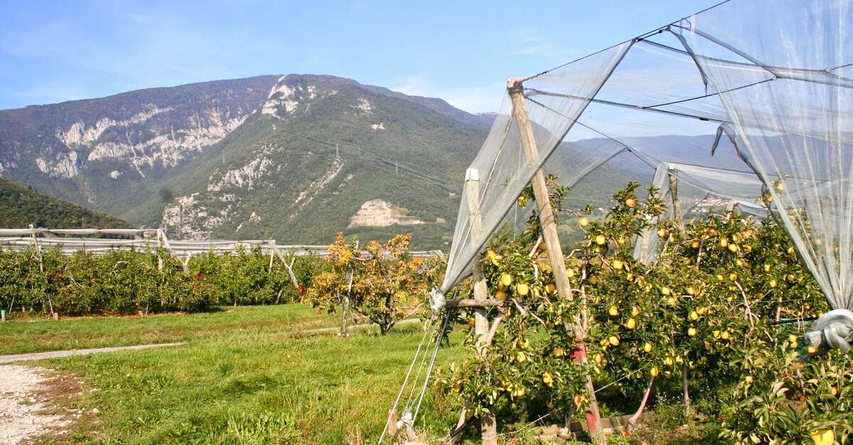 Atout Pom’74 (Chevrier) | Monts du Genevois