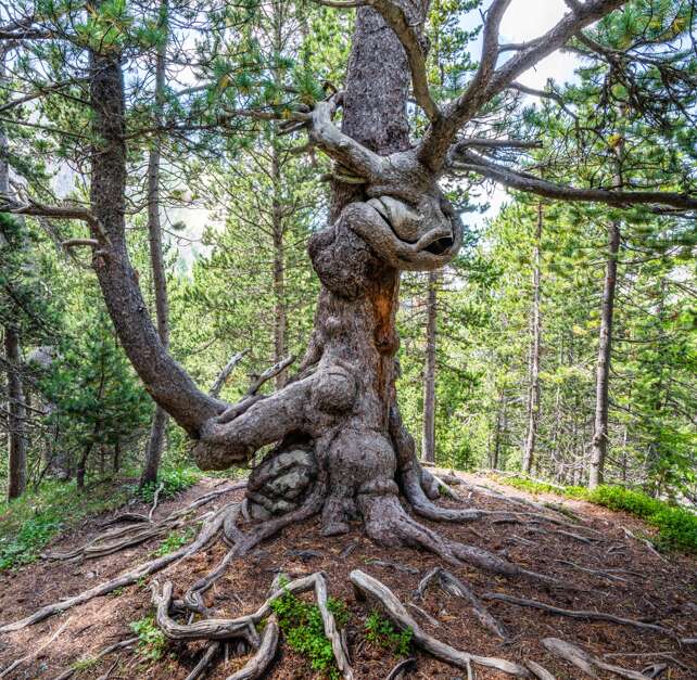 Sentier des arbres remarquables (Vars) | Provence-Alpes-Côte d'Azur Tourism