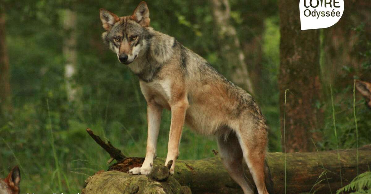 Conference-debate on the presence of the wolf in Anjou at Loire Odyssée ...