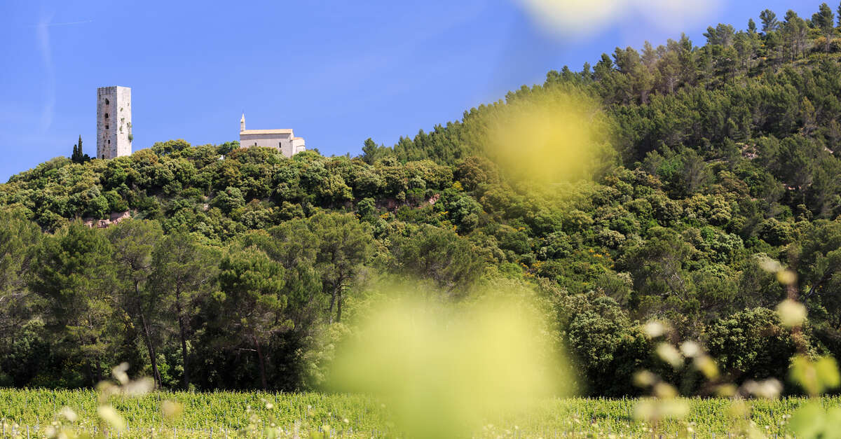 Truffe et vin « Découverte » (Taradeau) | Provence-Alpes-Côte d'Azur ...