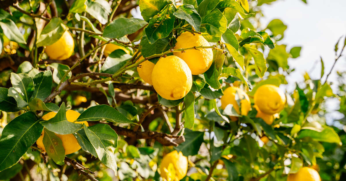 Producteur Citron de Menton IGP – Patrice Mazzafera (Menton) | Office ...