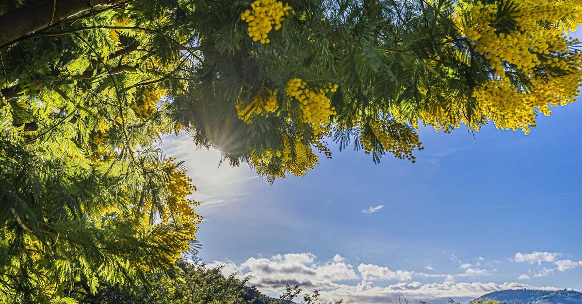 Balade au cœur des Mimosa – Tanneron (Tanneron) | Provence-Alpes-Côte d ...
