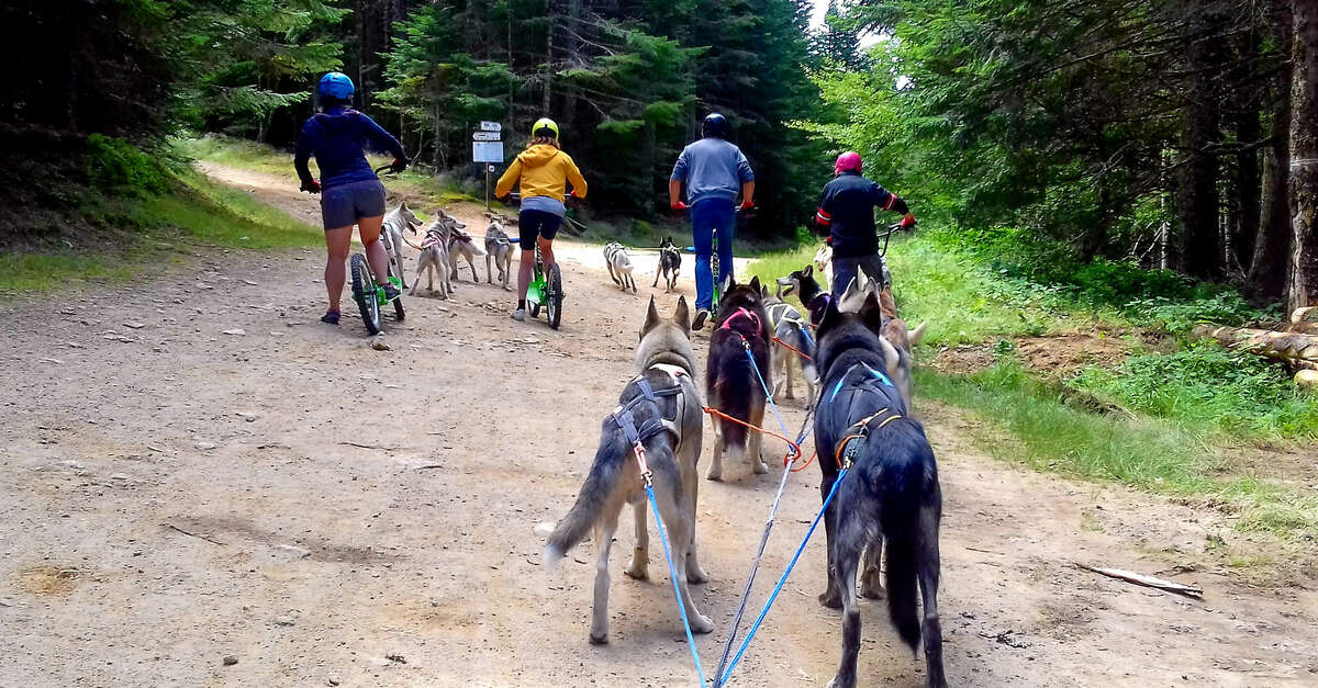 Amaruq inu – les chiens de traineaux du Bessat (Maclas) | Loire Tourisme