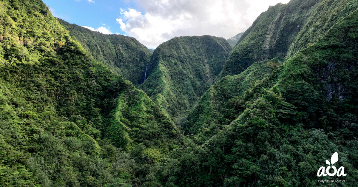 AOA Polynesian Forests (Mataiea, Teva i Uta) | Tahiti Tourisme - Site officiel de Tahiti Et Ses îles