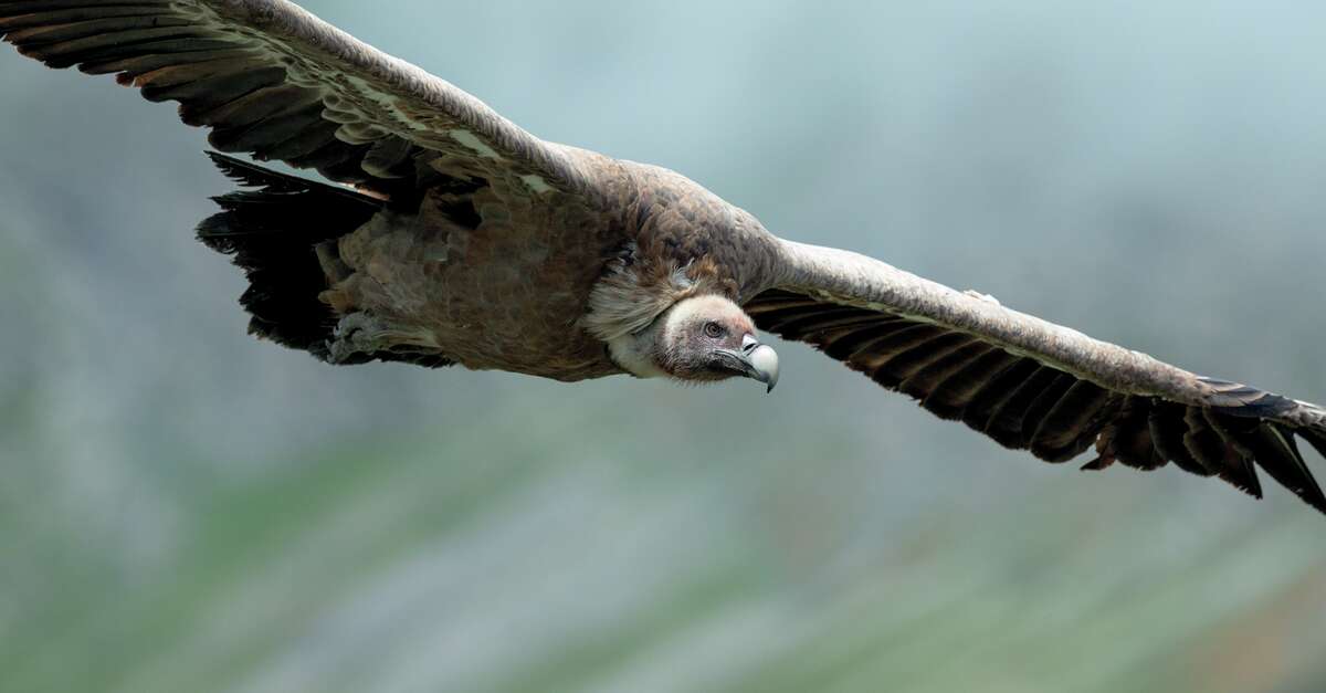 À vos jumelles : les grands rapaces (Moulinet) | Provence-Alpes-Côte d ...