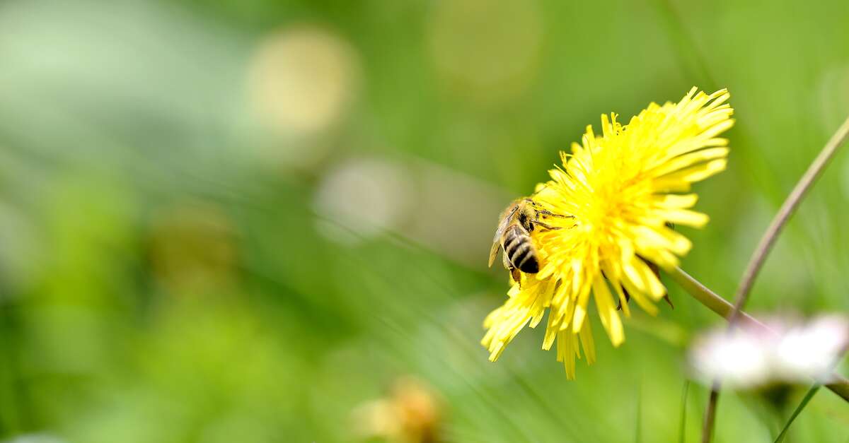 Sentier des abeilles (Bee trail) (Morgins) | Portes du Soleil