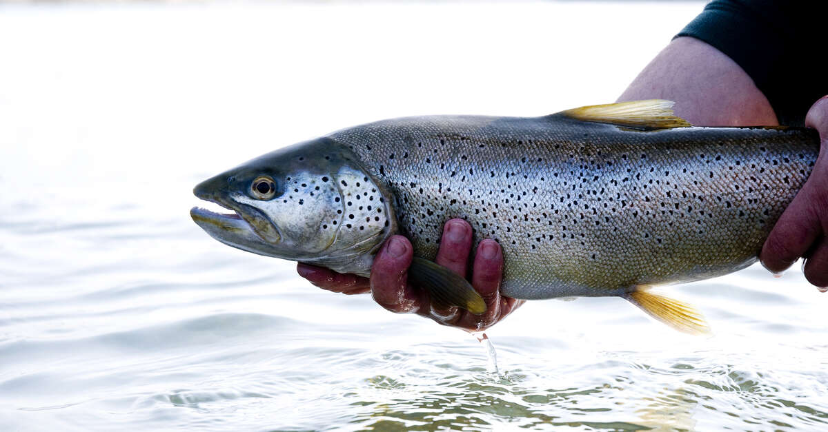 Parcours pêche « 1 poisson » sur la Leysse dans Chambéry (Chambéry ...