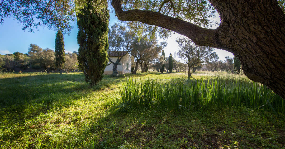 The olive tree well (Hyères) | Provence-Alpes-Côte d'Azur Tourism