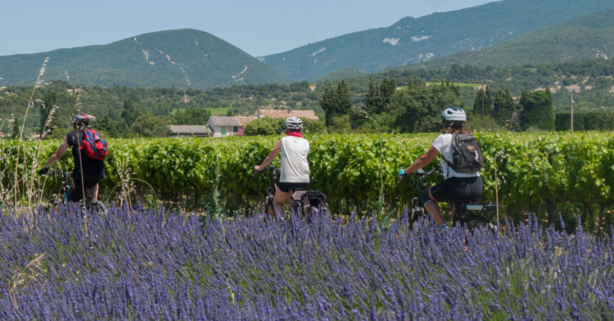 Ebike, local gastronomy and lavenders in the Alpilles (Marseille 1er ...