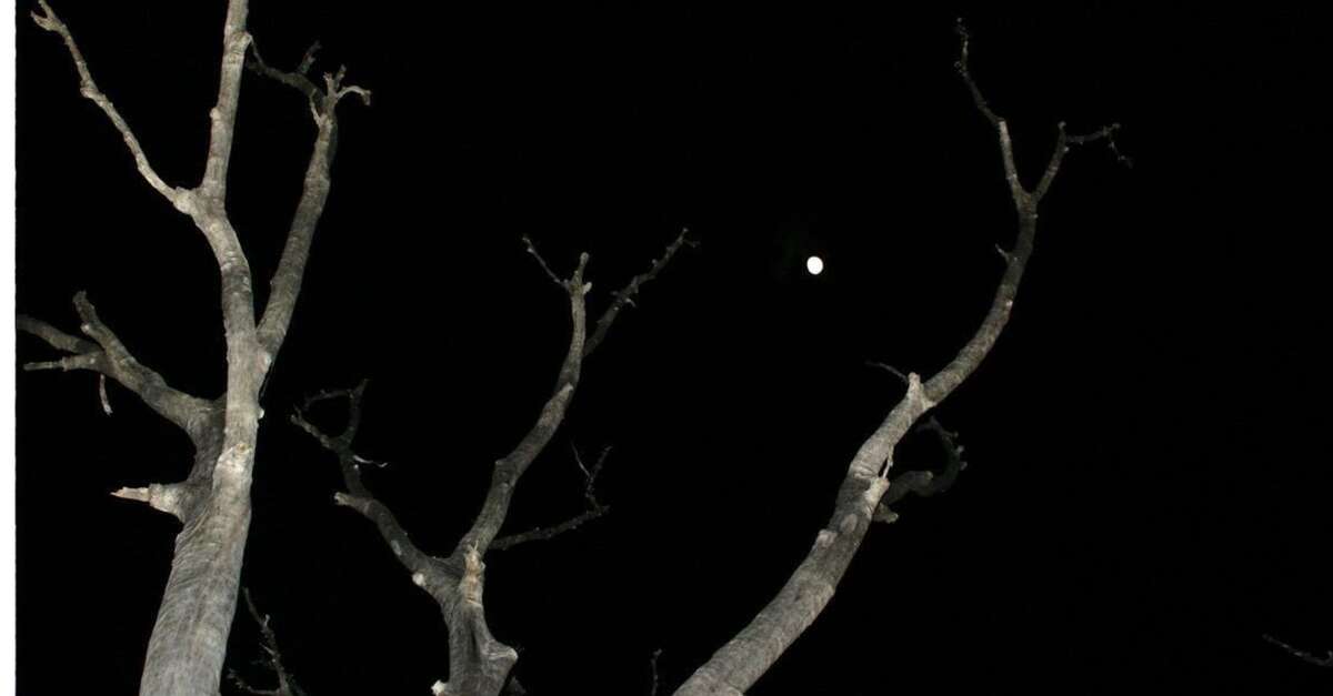 Canoë en Pleine lune à la Rivière Bleue – Sud Loisirs (Yaté) | Nouvelle ...