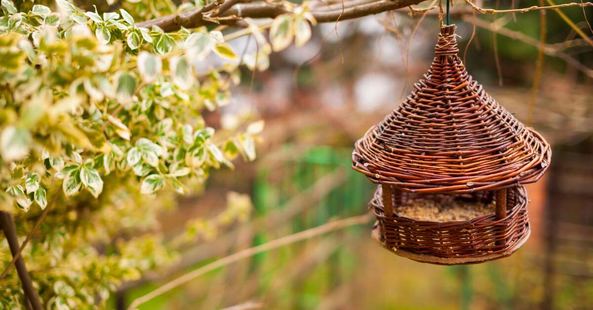 Vannerie sauvage : balade ornitho et cueillette (Tende) | Côte d’Azur ...