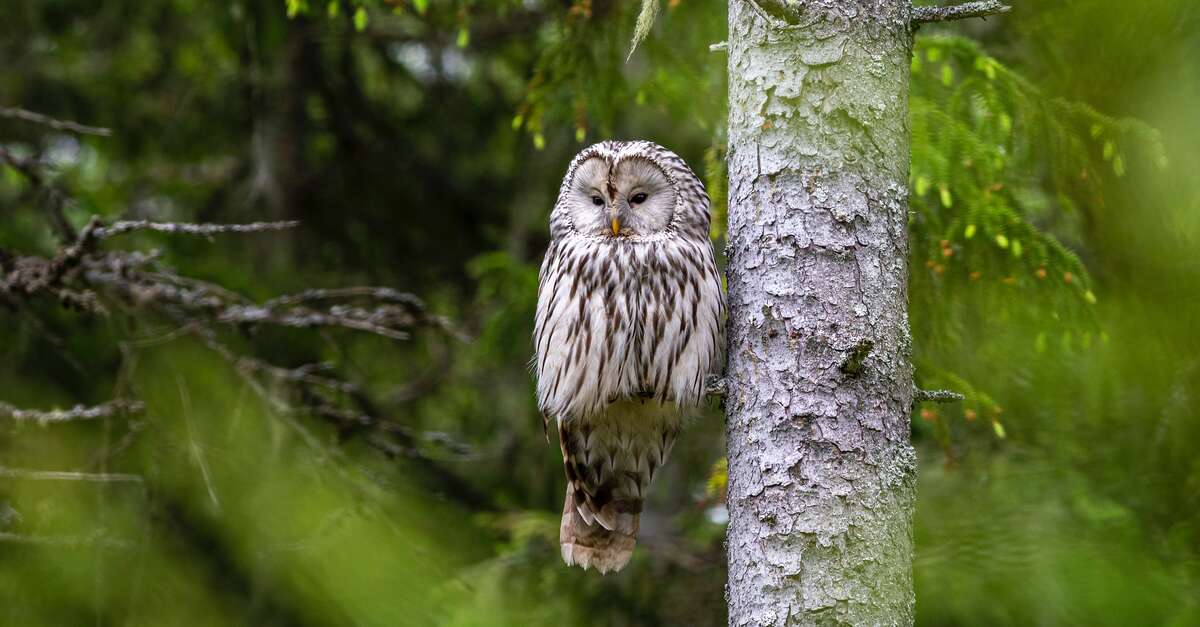 Discovery workshop: Chouette alors ! (Présilly) | Monts du Genevois ...