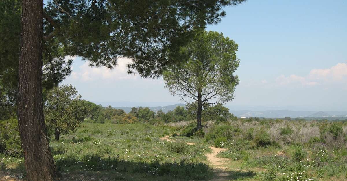 La Mourre, la Nible et les Maximins – Rando 7 (La Garde-Freinet ...