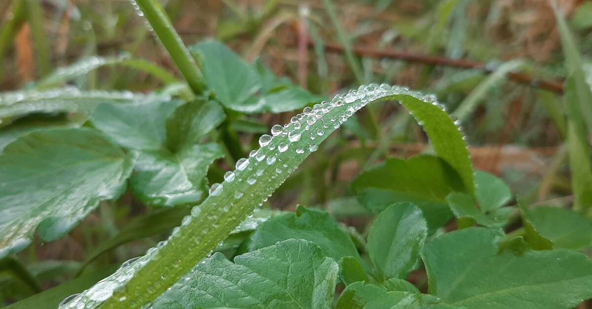 Faszinierende, aber invasive Pflanzen (Collobrières) | Provence-Alpes ...