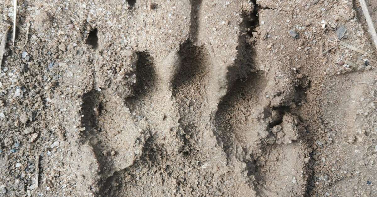 Family activity: Animal tracks and clues (Présilly) | Monts du Genevois ...