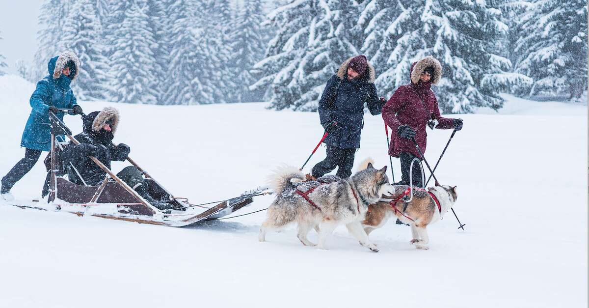 Inuit Experience – dog sledding (Les Gets) | Portes du Soleil