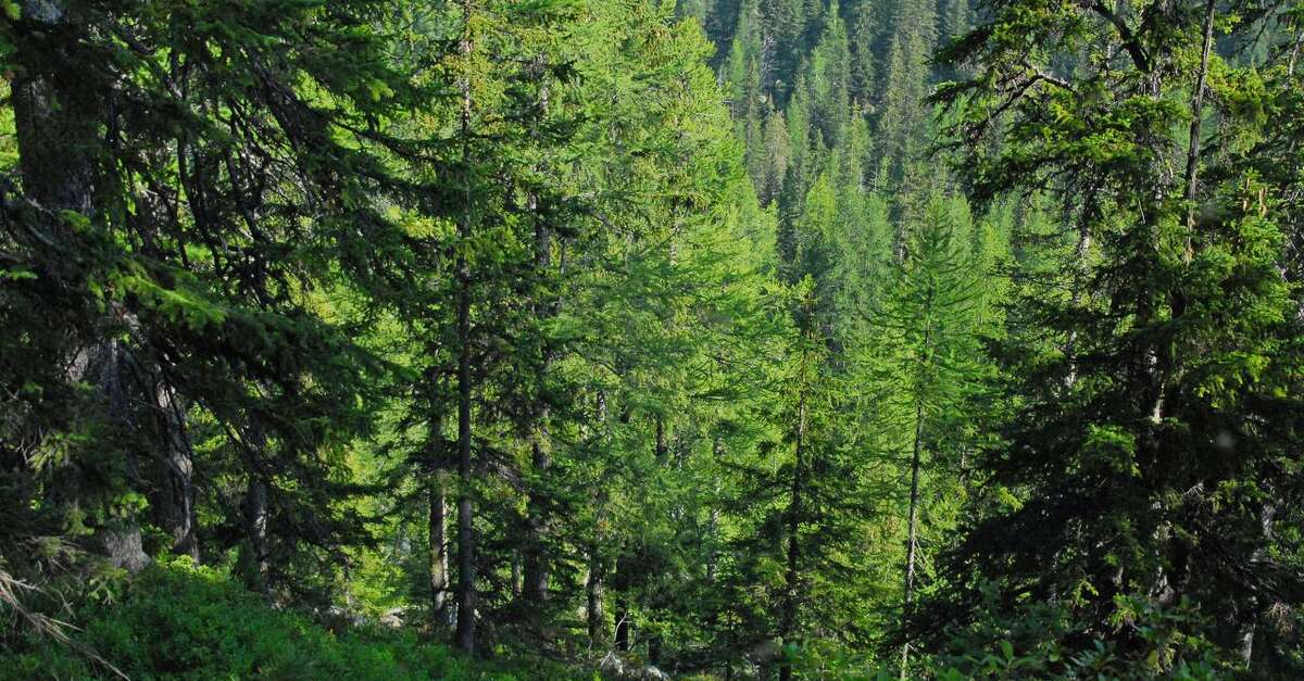 La Forêt de Turini, entre mer et montagne – Fête de la nature (La ...