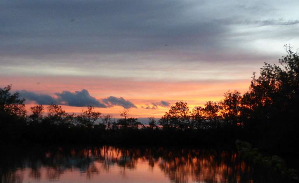 Twilight stroll: animals at dusk - Tonnay-Charente | Office de Tourisme ...