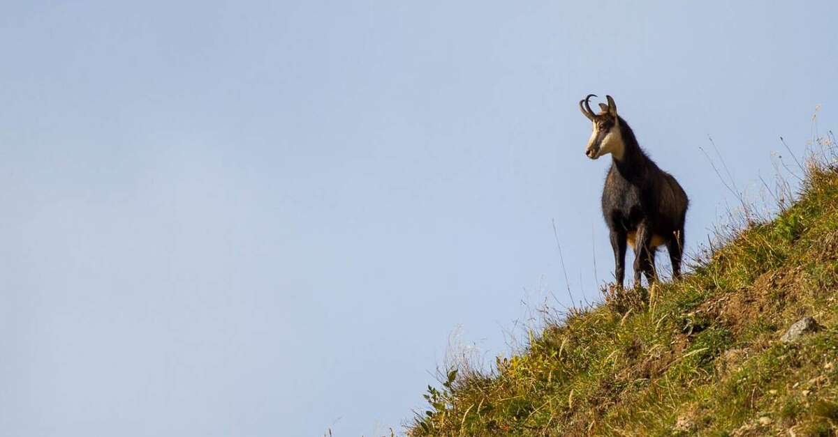 Randonnée Journée Automne Rut du Chamois – Compagnie des Guides de ...