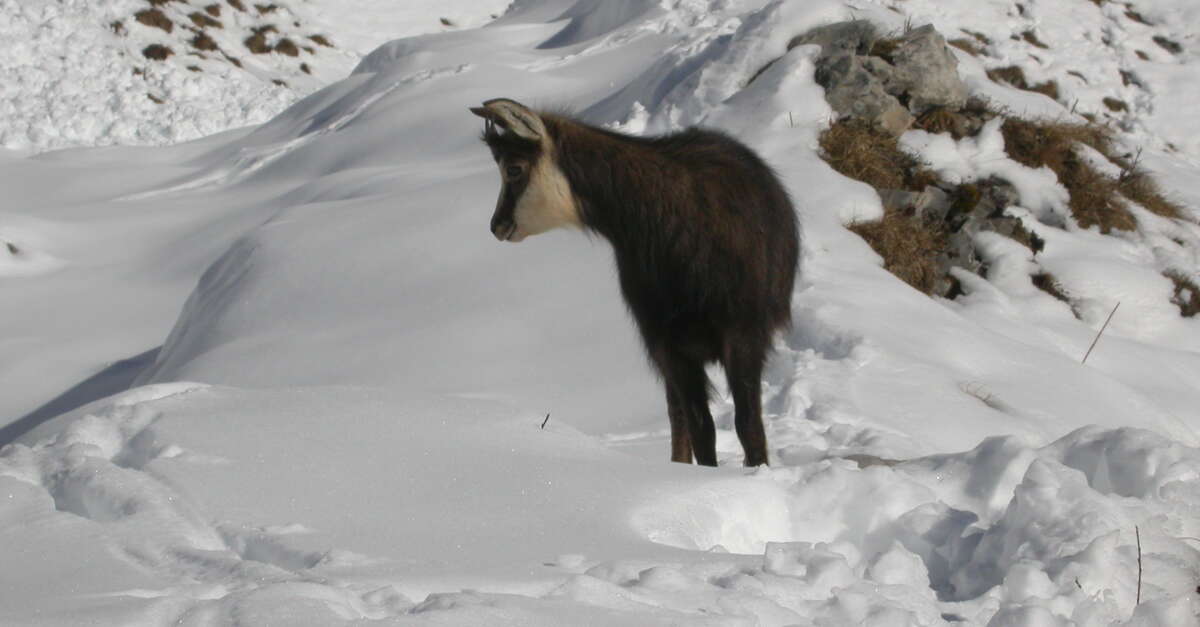 Les yeux sur les chamois : À l’écoute de la nature (Les Gets) | Haute ...