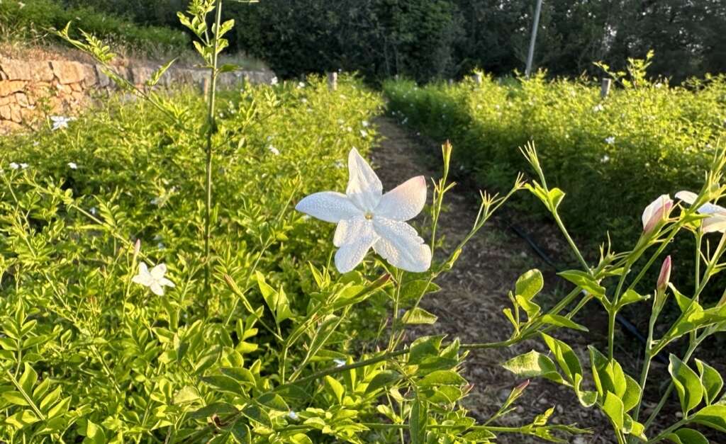 Visite et cueillette de la fleur à Grasse (Grasse) | Côte d’Azur France ...
