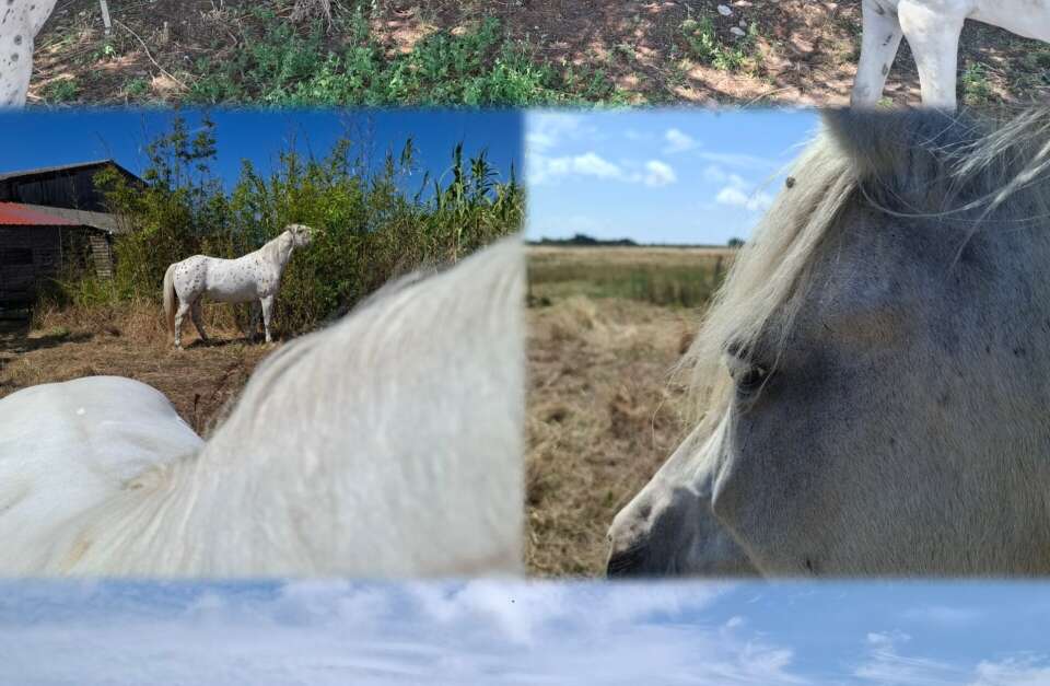 Respire avec les chevaux – Nature immersion and horseback riding (Saint ...