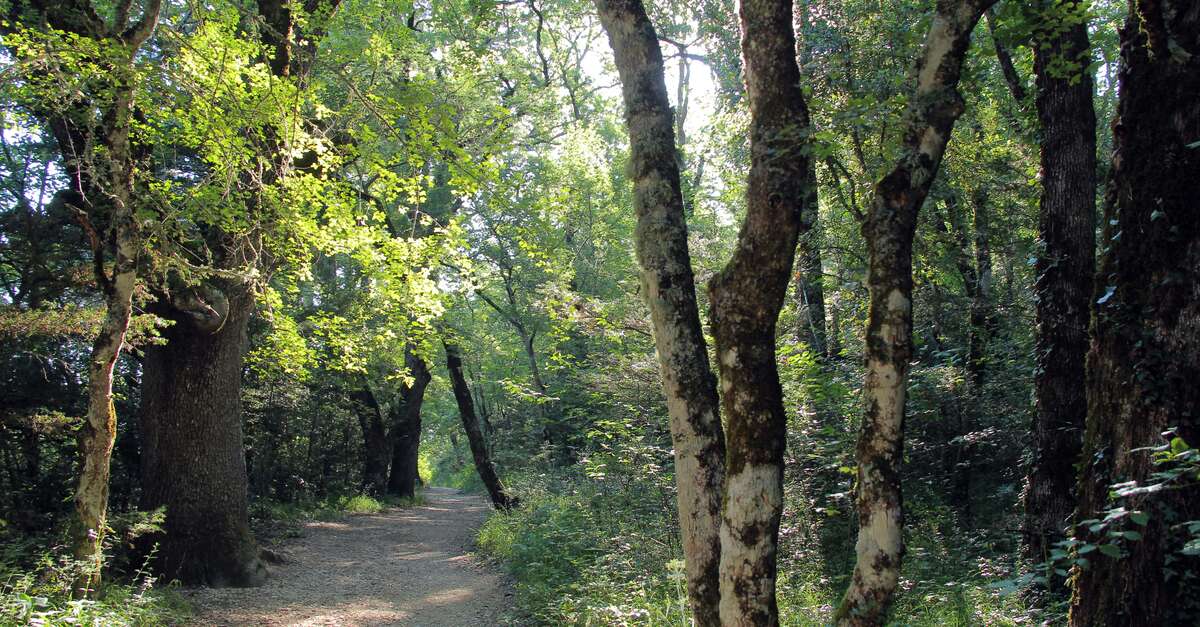 La Forêt du Défens (Saint-Zacharie) | Provence-Alpes-Côte d'Azur Tourisme