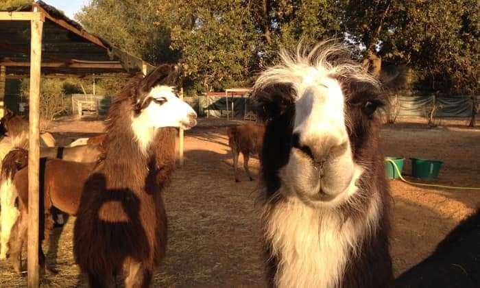 Var Lamas (Six-Fours-les-Plages) | Provence-Alpes-Côte d'Azur Tourism