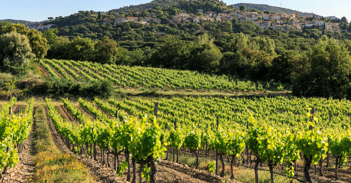 Visite et dégustation de vins dans 2 domaines Crus Classés (Cogolin ...