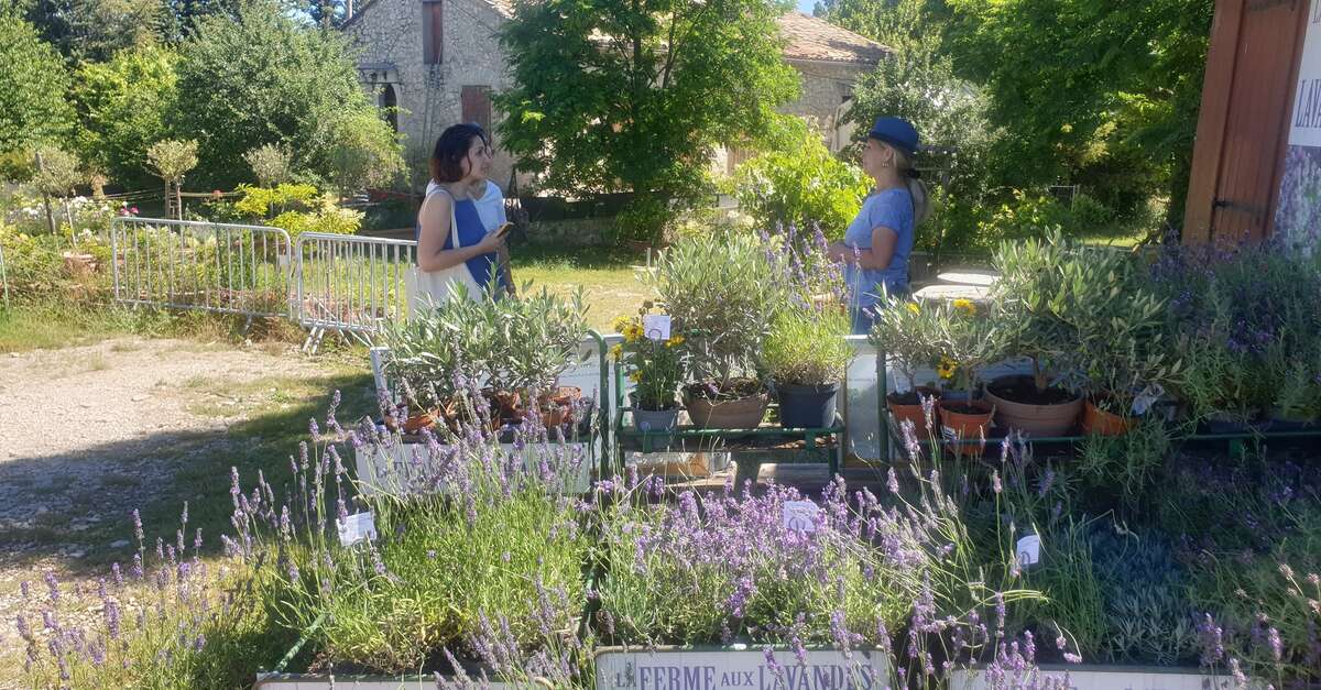 Visite guidée de la Ferme aux Lavandes (Sault) | Provence-Alpes-Côte d ...