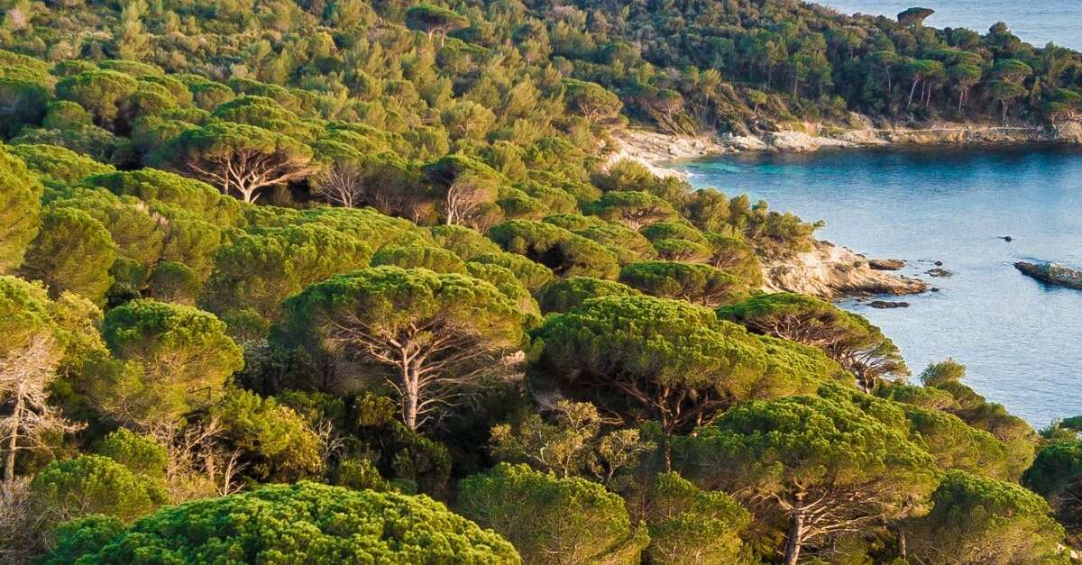 Meeting point with a coastguard : Flora and vegetation of Cap Lardier ...