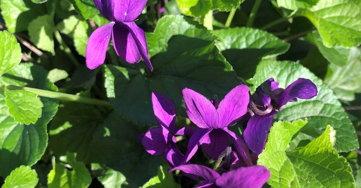 Journée de la violette au Jardin remarquable de Baudouvin (La Valette-du-Var) | Provence-Alpes ...