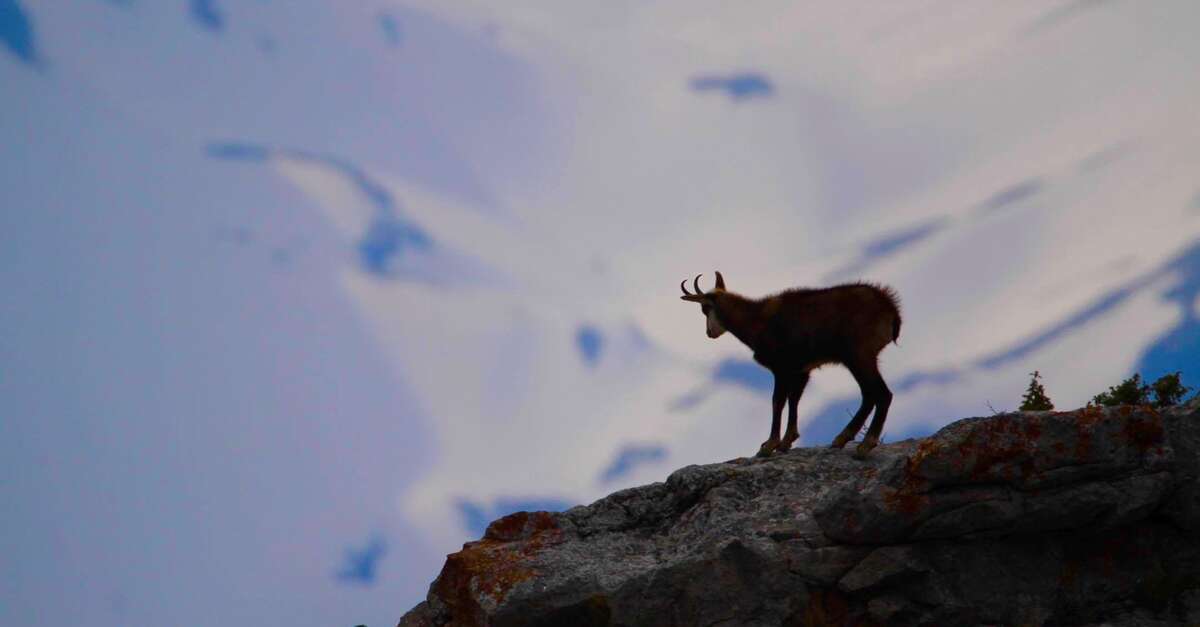 Wild experience Dévoluy (Dévoluy) | Provence-Alpes-Côte d’Azur Tourismus