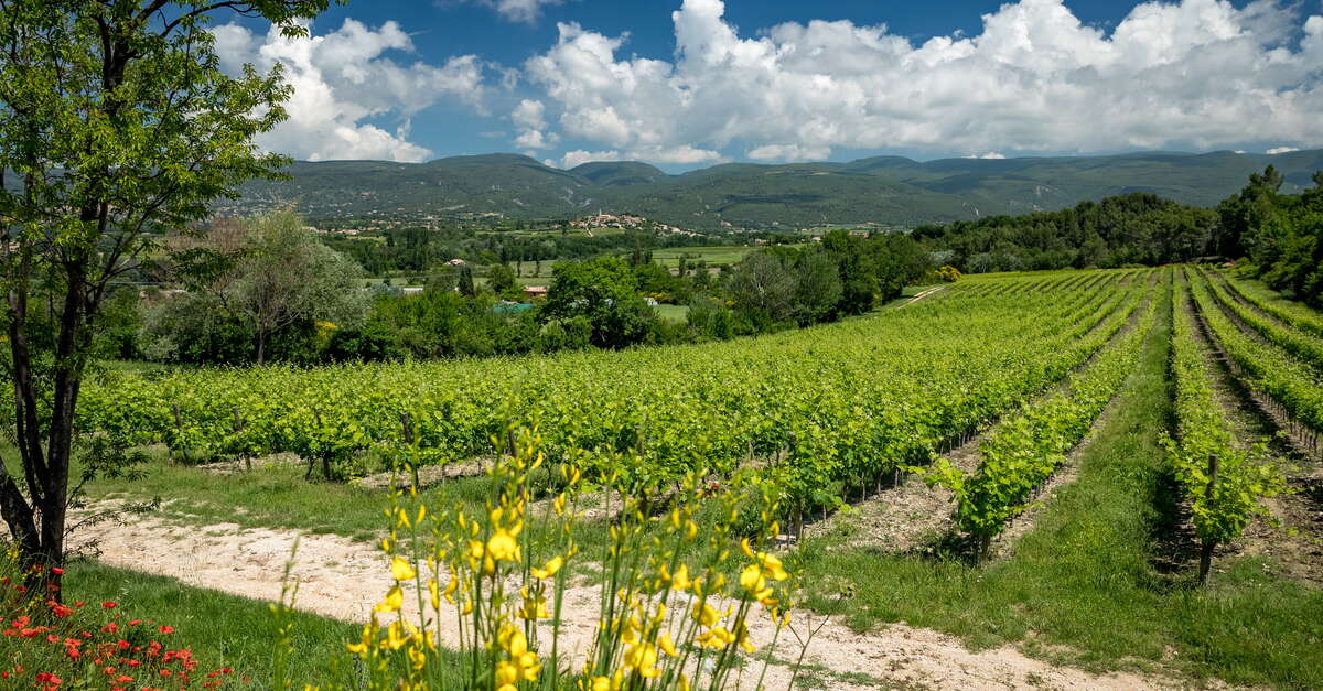 Tour of the wine cellars and tasting session at the Château Saint Pons ...